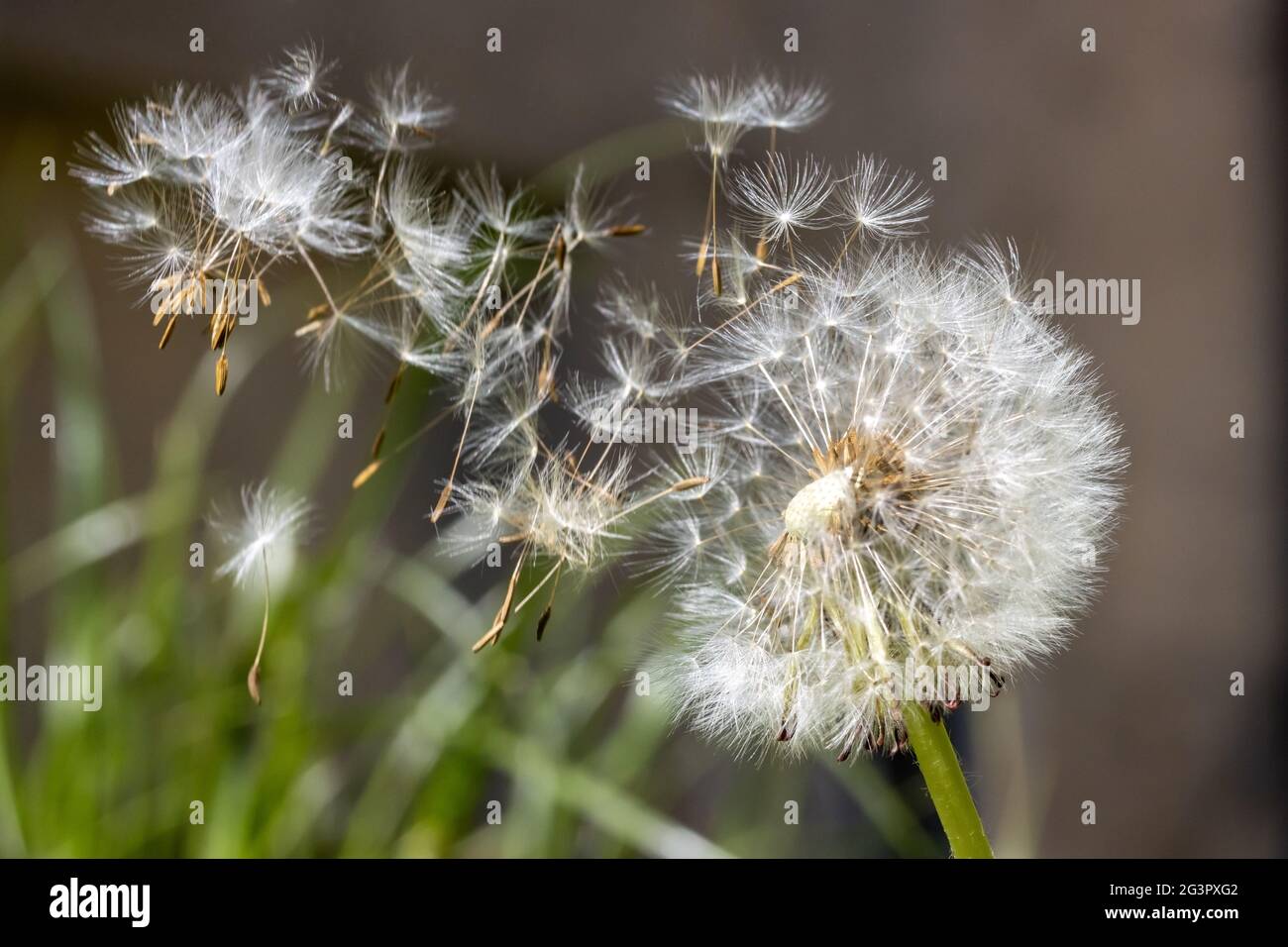 Flight seeds hi-res stock photography and images - Alamy