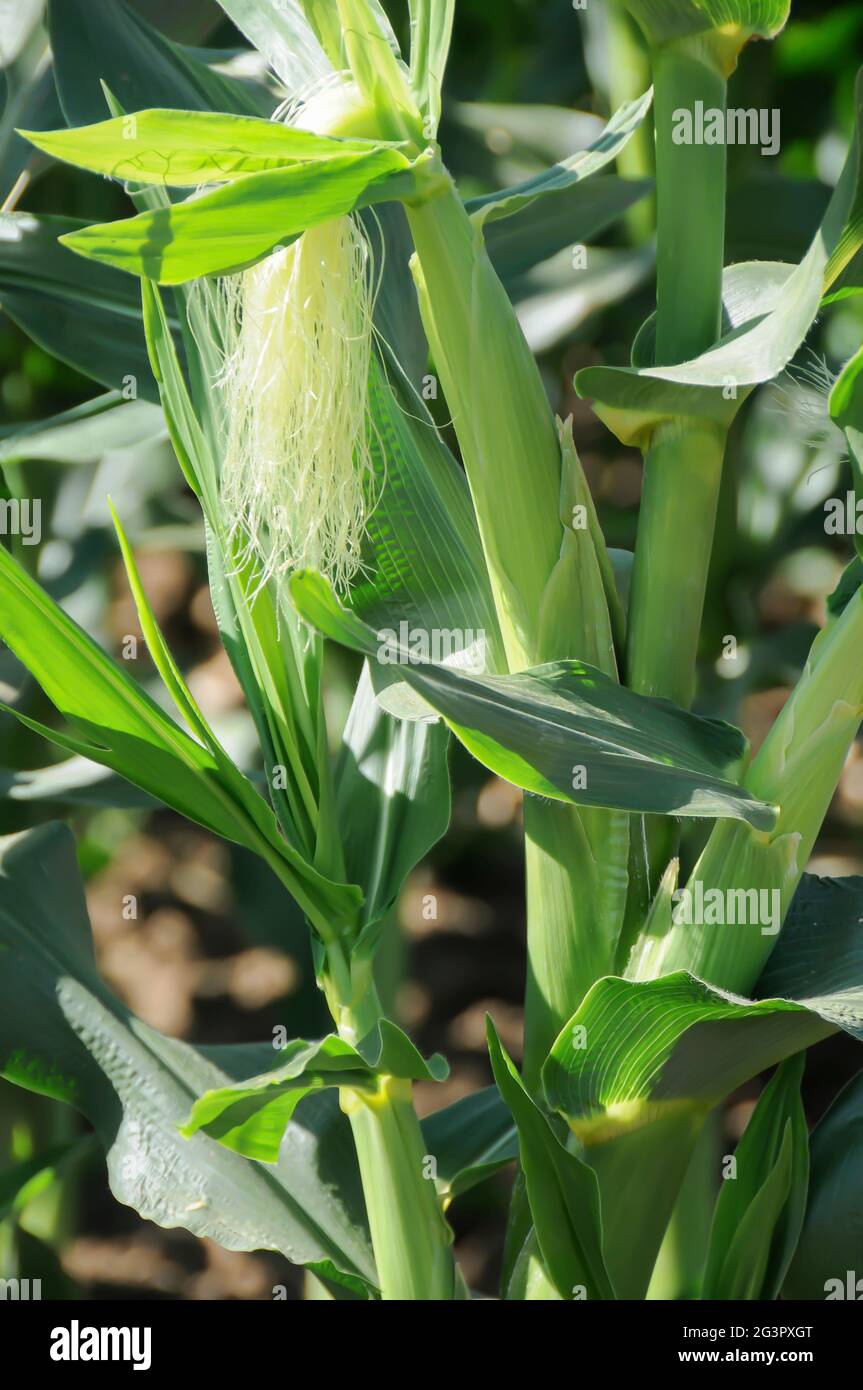 Sweet corn growing stalk hi-res stock photography and images - Alamy