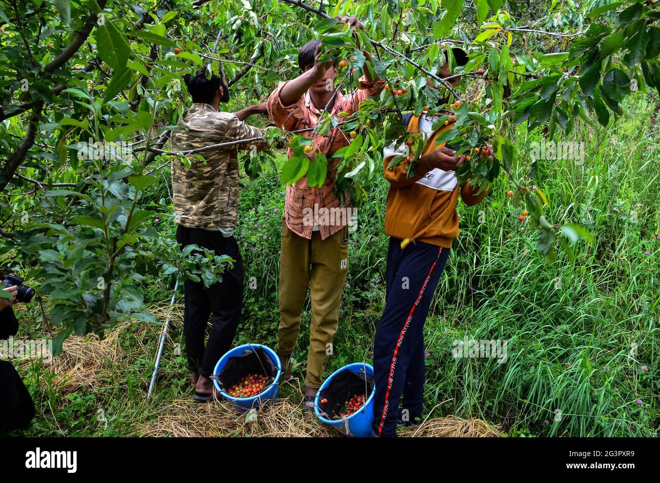 Cherry production hi-res stock photography and images - Alamy