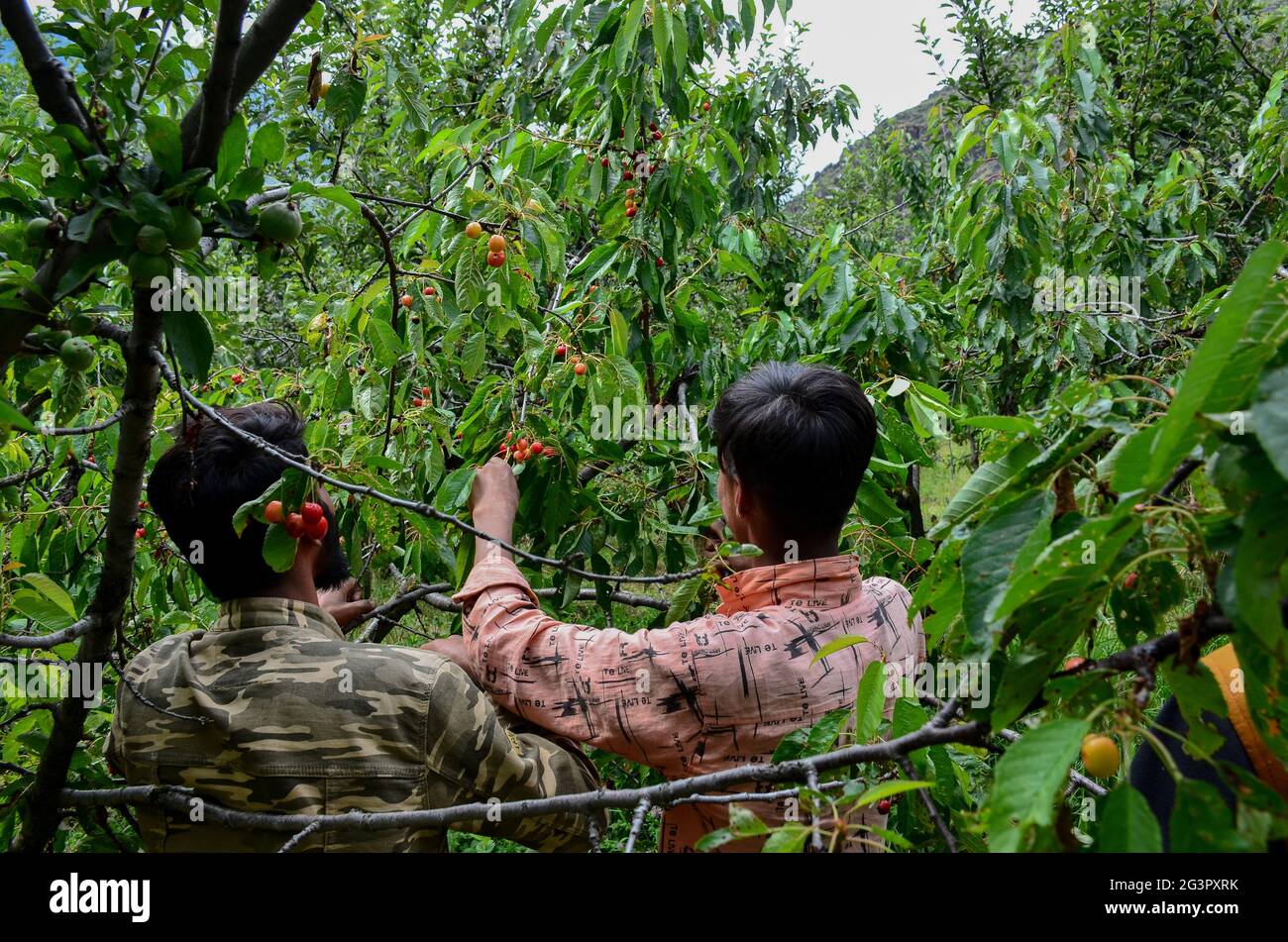 Cherry production hi-res stock photography and images - Alamy