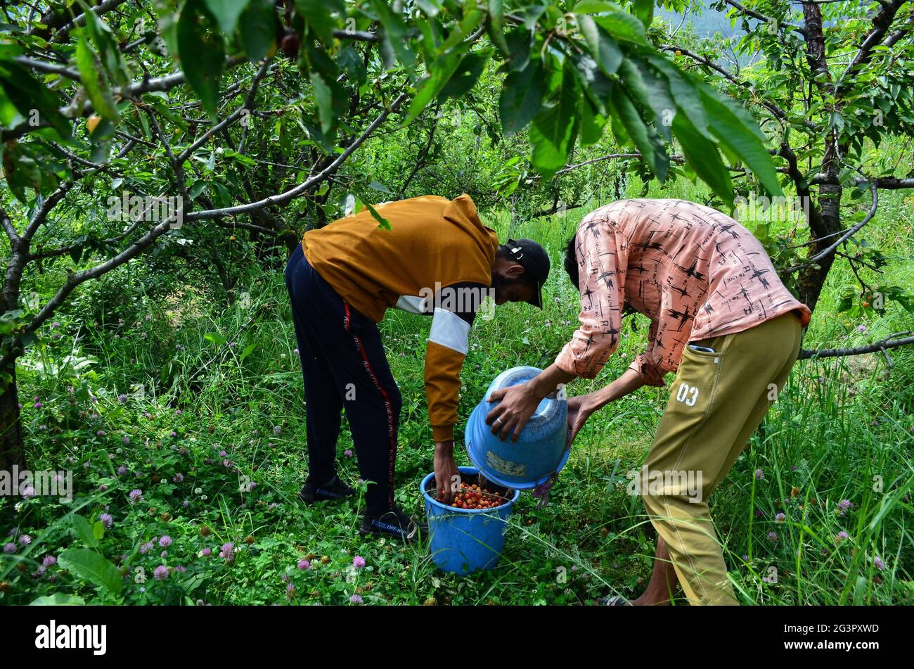 Cherry production hi-res stock photography and images - Alamy