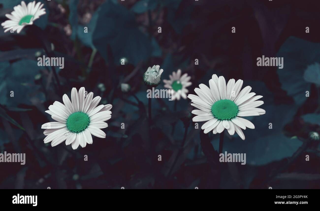 Close up of chamomile flower. Beautiful natural scenic background ...