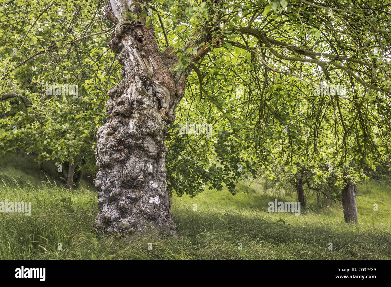 The old tree trunk Stock Photo - Alamy