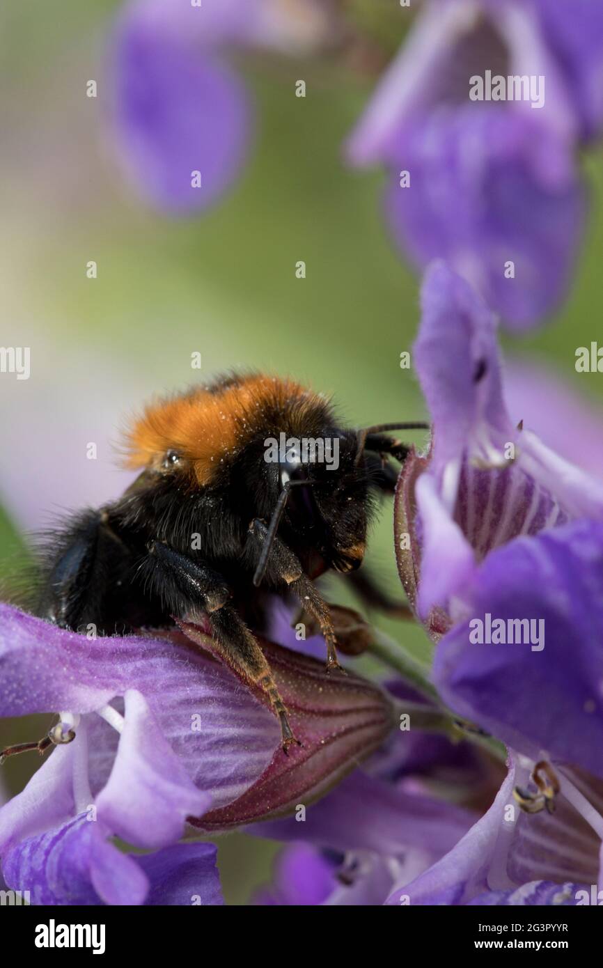 Tree bumblebee hi-res stock photography and images - Alamy