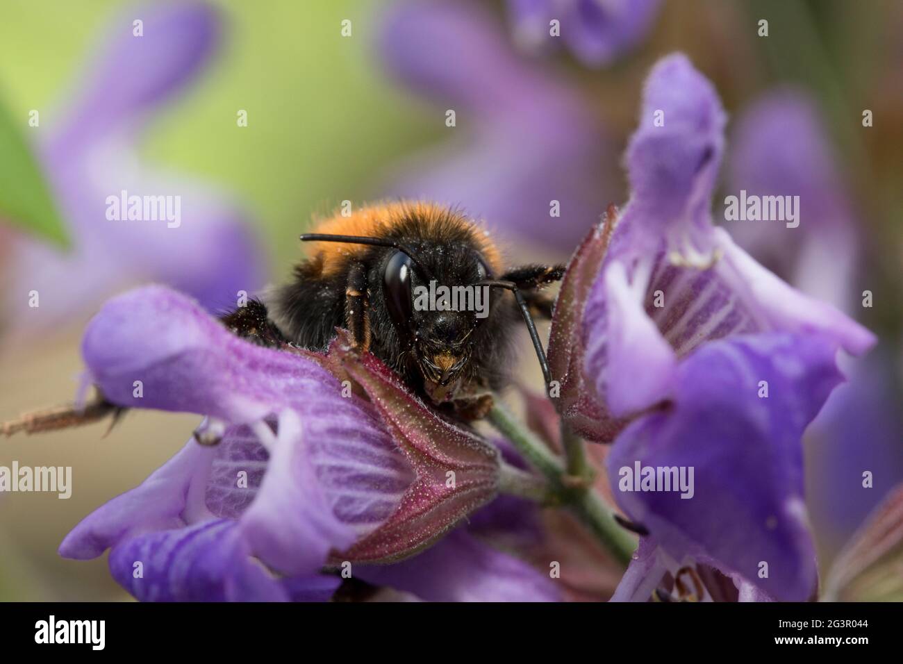 Tree Bumblebee (bombus hypnorum) on sage flowers in a garden in June ...