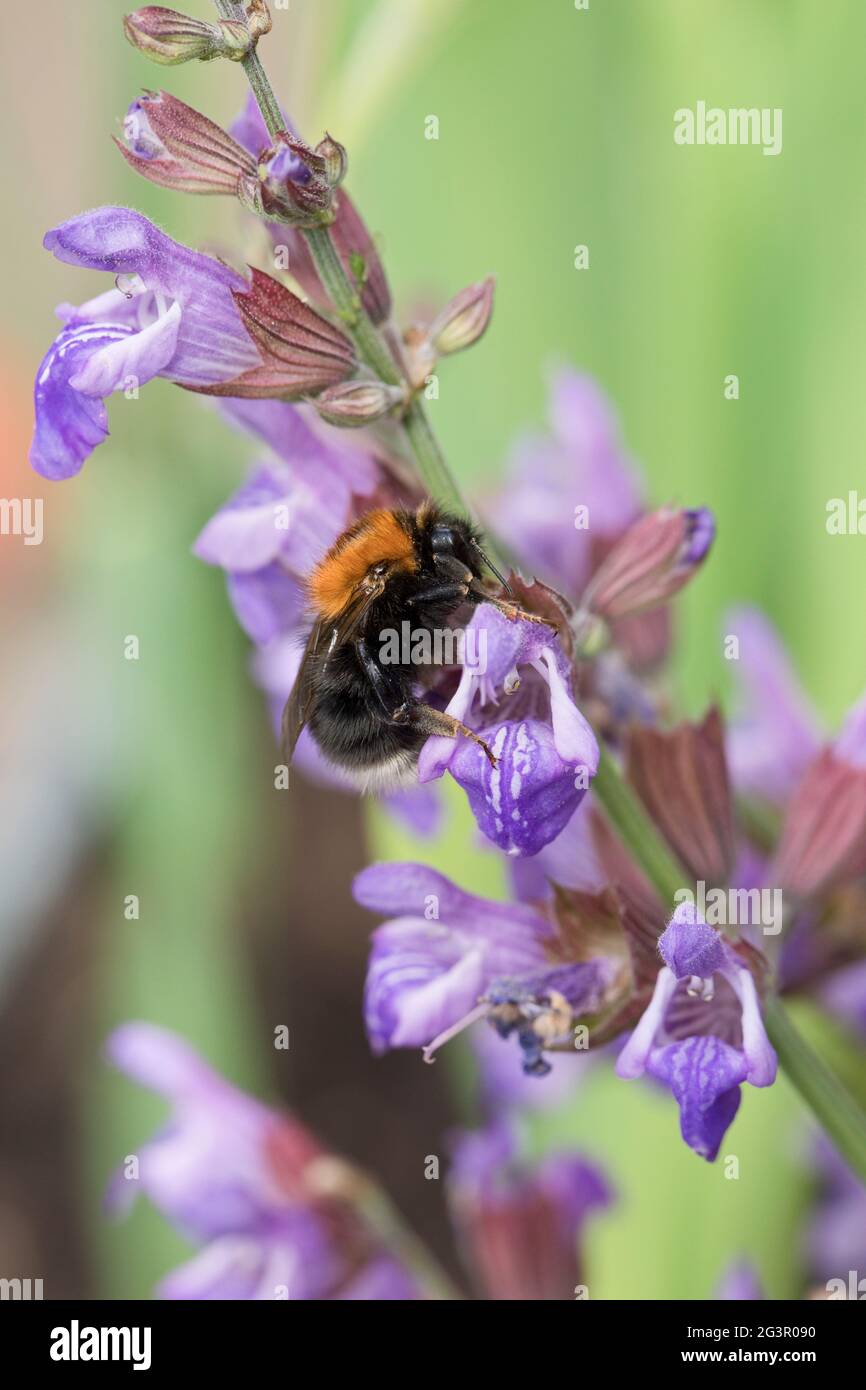 Tree Bumblebee (bombus hypnorum) on sage flowers in a garden in June ...