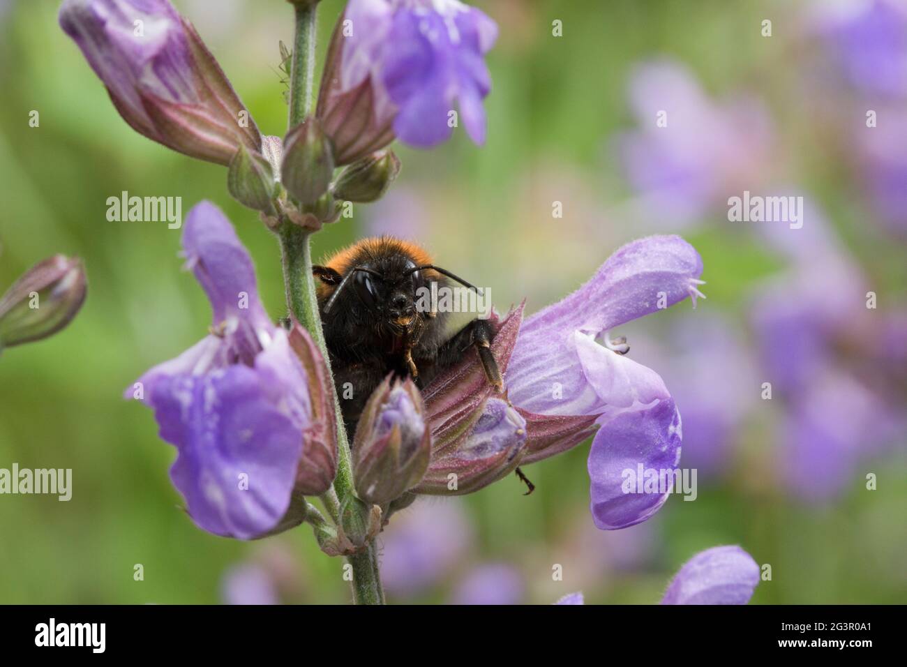 Tree Bumblebee (bombus hypnorum) on sage flowers in a garden in June ...
