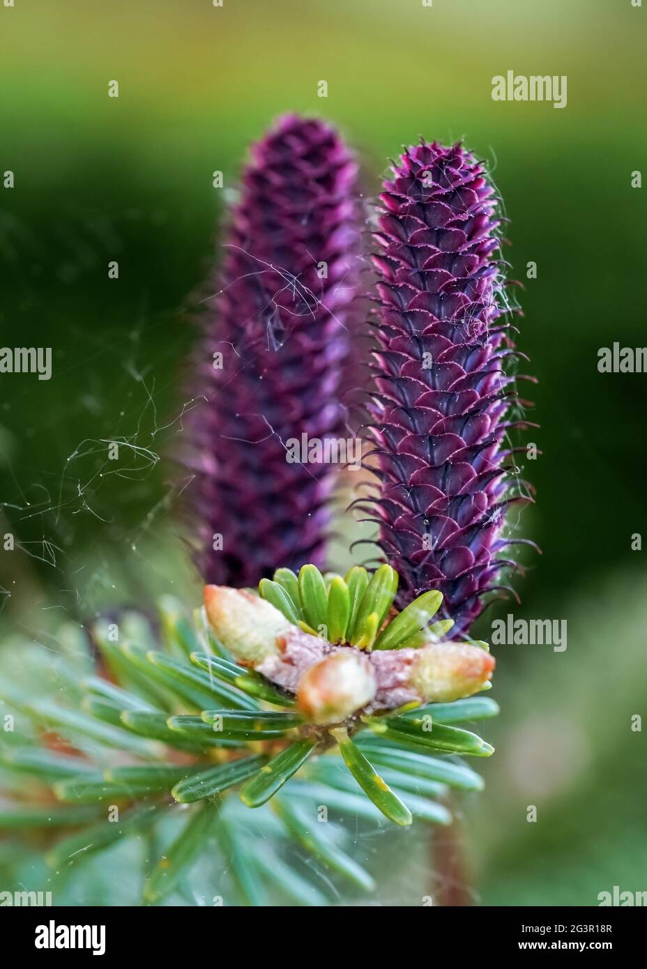 Young purple spruce (abies species) cones growing on branch with fir ...