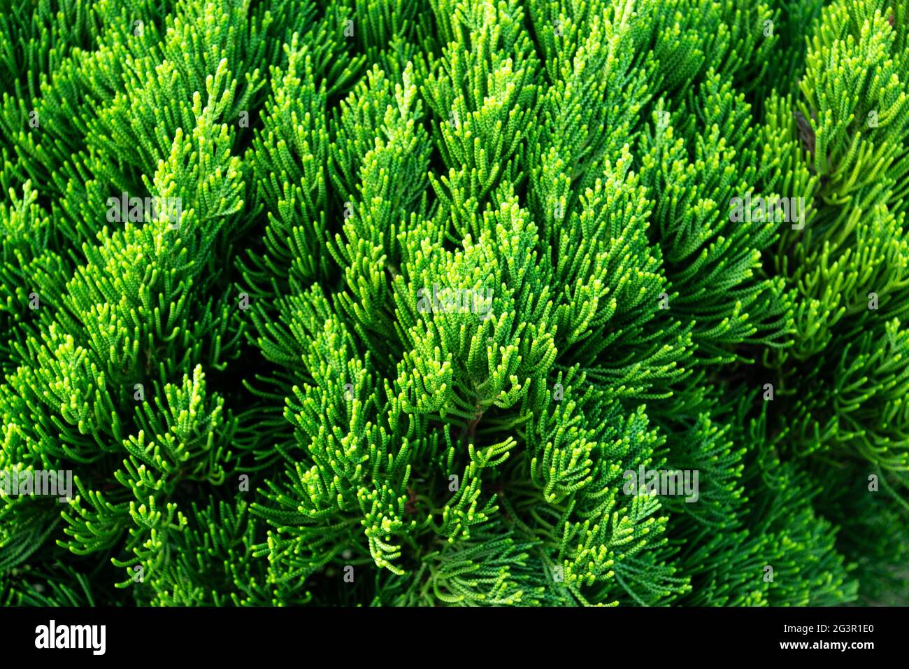 The bush of a green plant Stock Photo - Alamy
