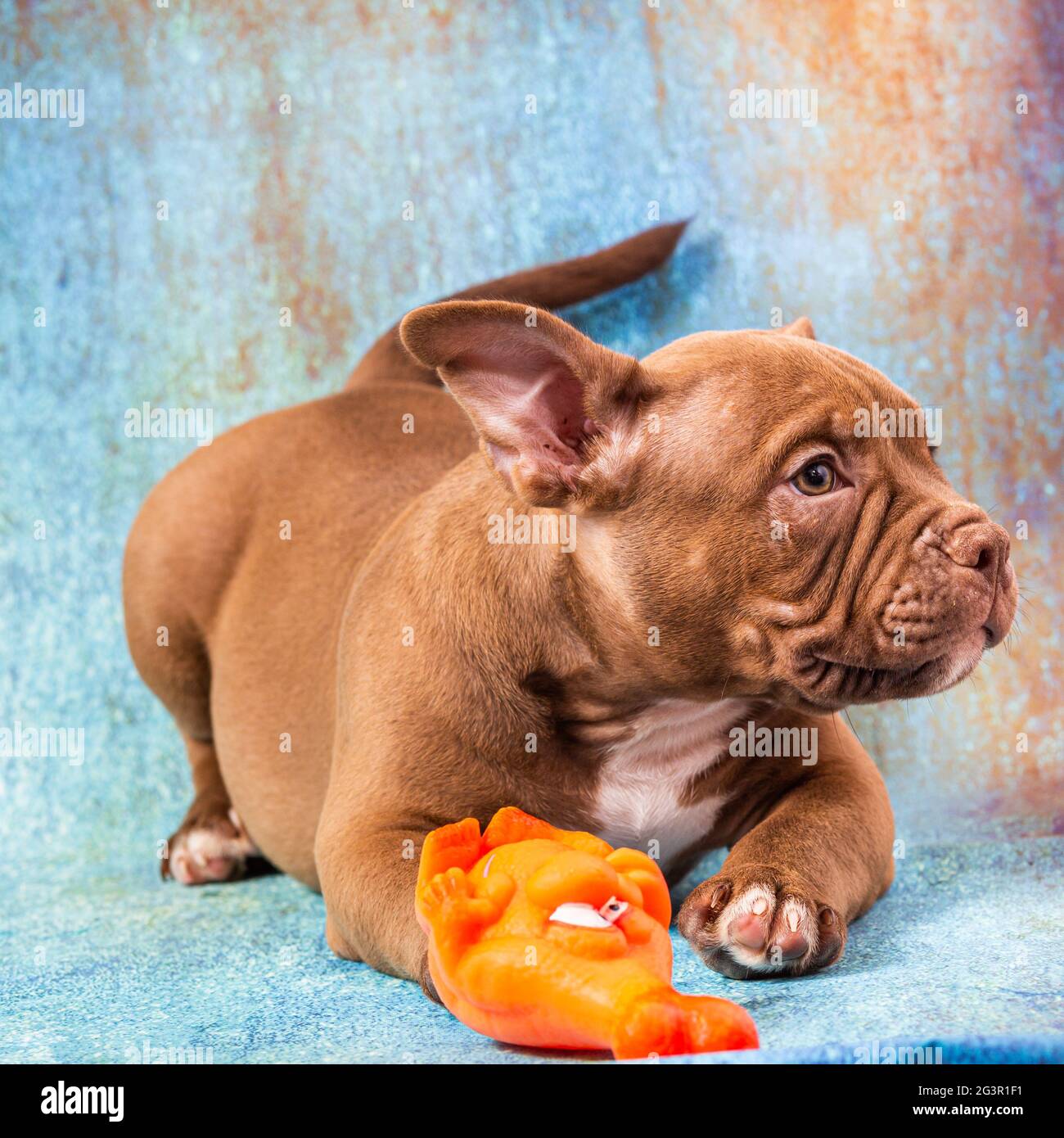 A brown American bully puppy plays with an orange rubber toy. Close-up ...