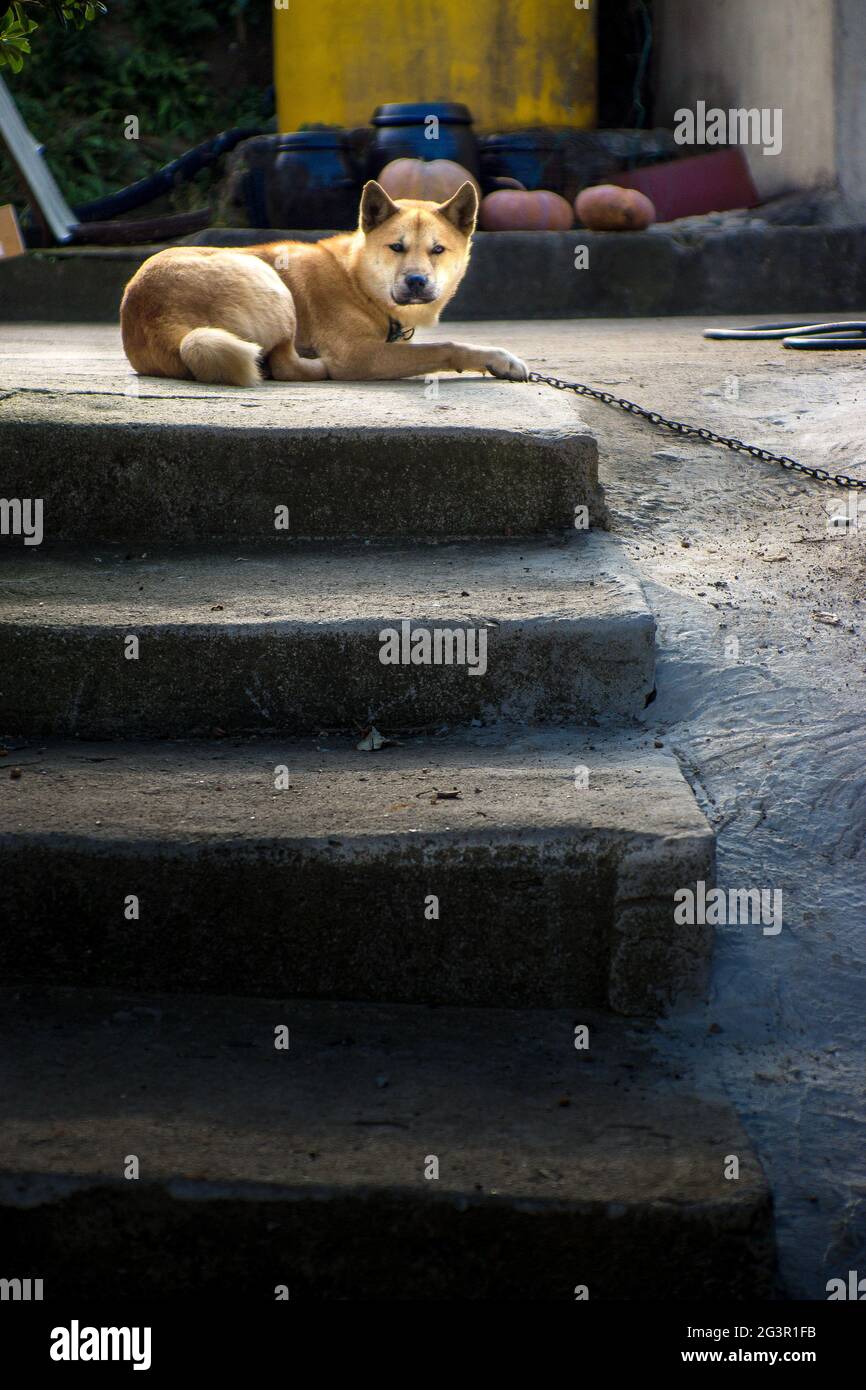 Korean street photography hi-res stock photography and images - Alamy