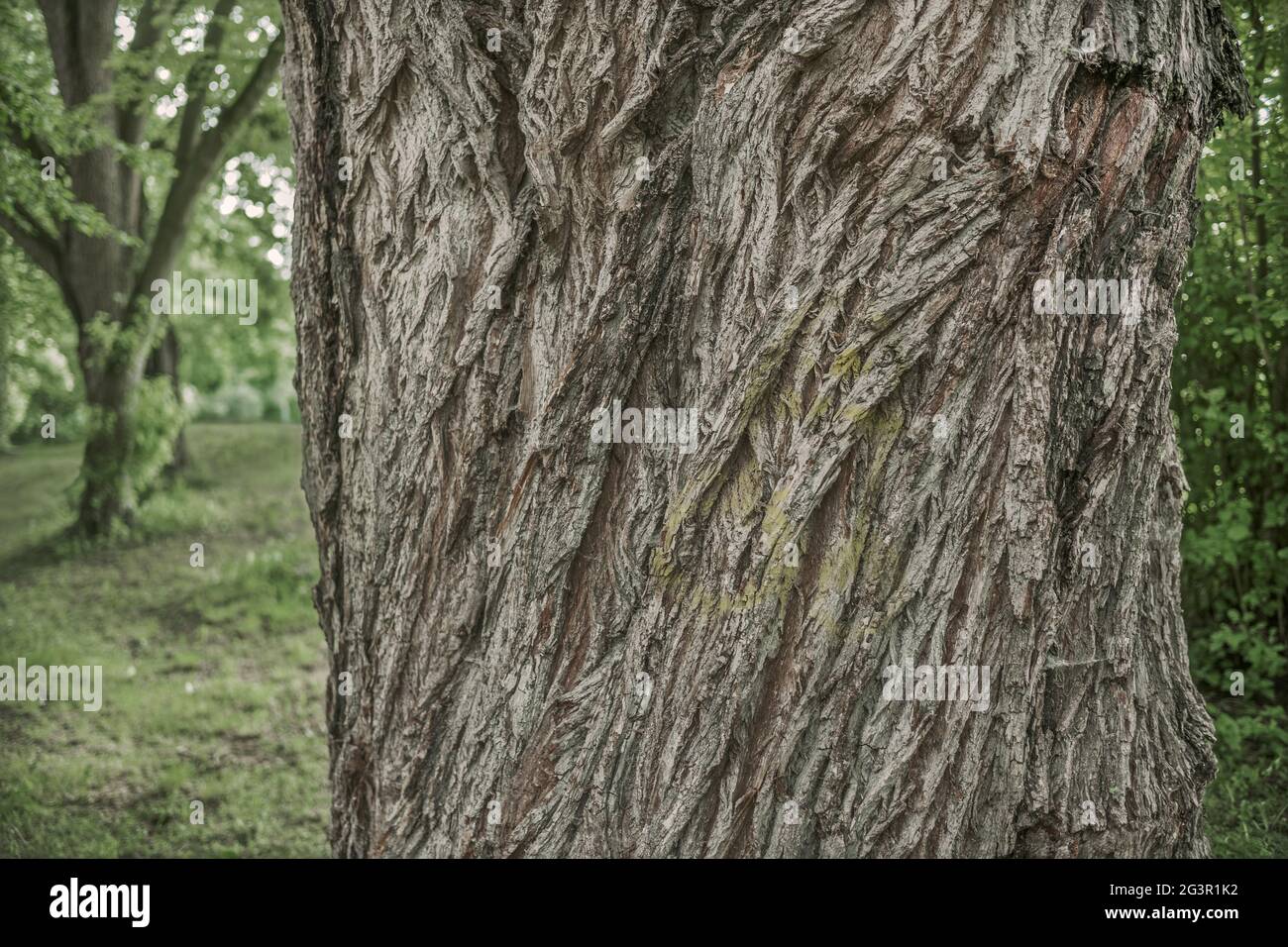 Study tree trunk hi-res stock photography and images - Alamy