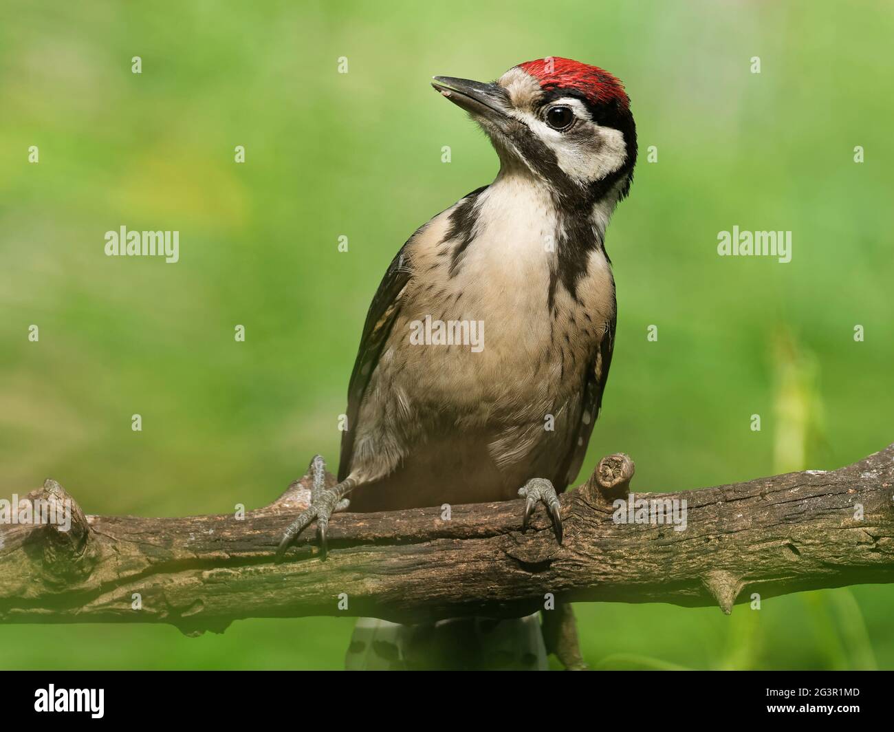 Baby woodpecker hi-res stock photography and images - Alamy