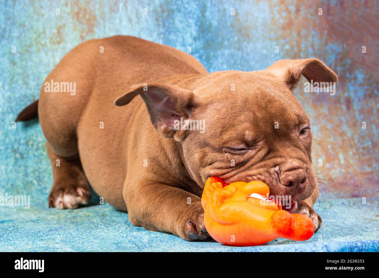 A brown American bully puppy plays with an orange rubber toy. Close-up ...
