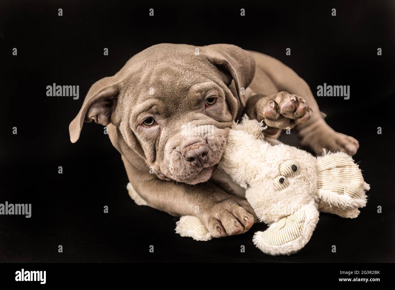 A liliac American bully puppy with uncut ears is playing with a soft ...
