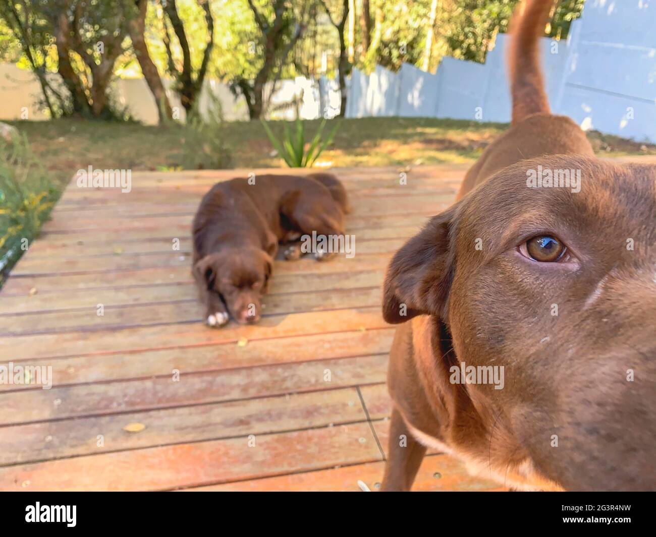 Sitting labrador playing wood hi-res stock photography and images - Alamy