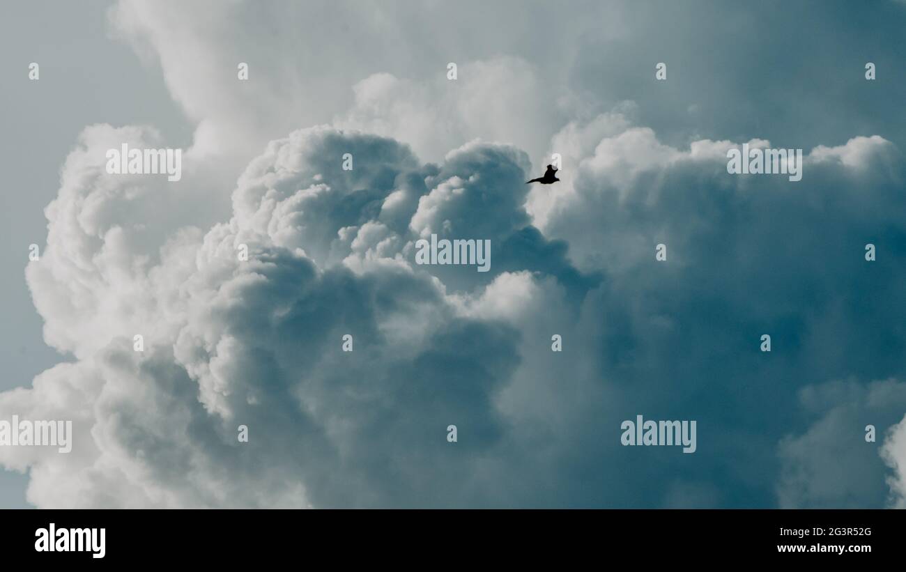 Dreamy wonderland sky with fluffy clouds and a bird flying by Stock ...