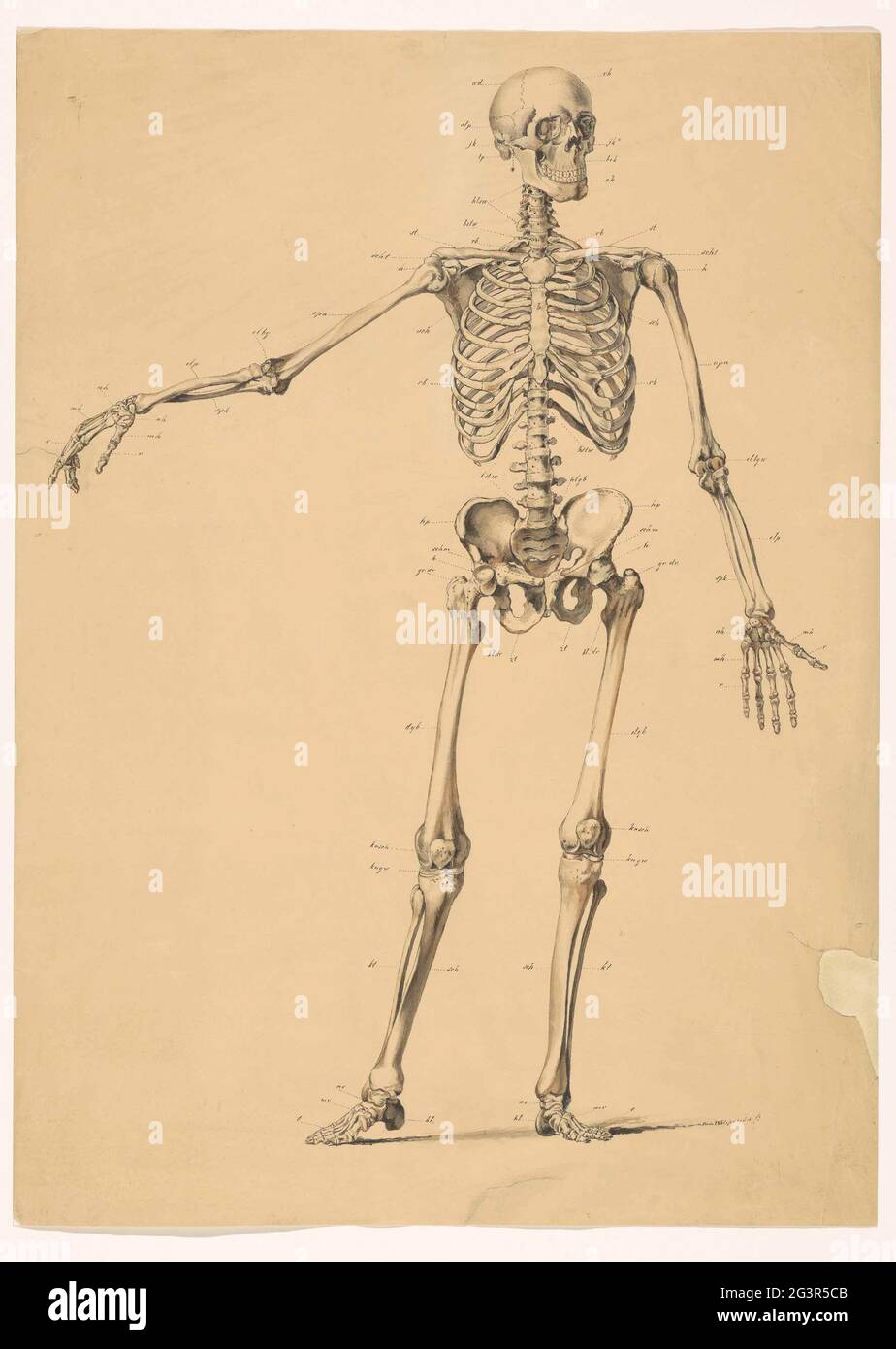 Human frame, with notes Stock Photo - Alamy