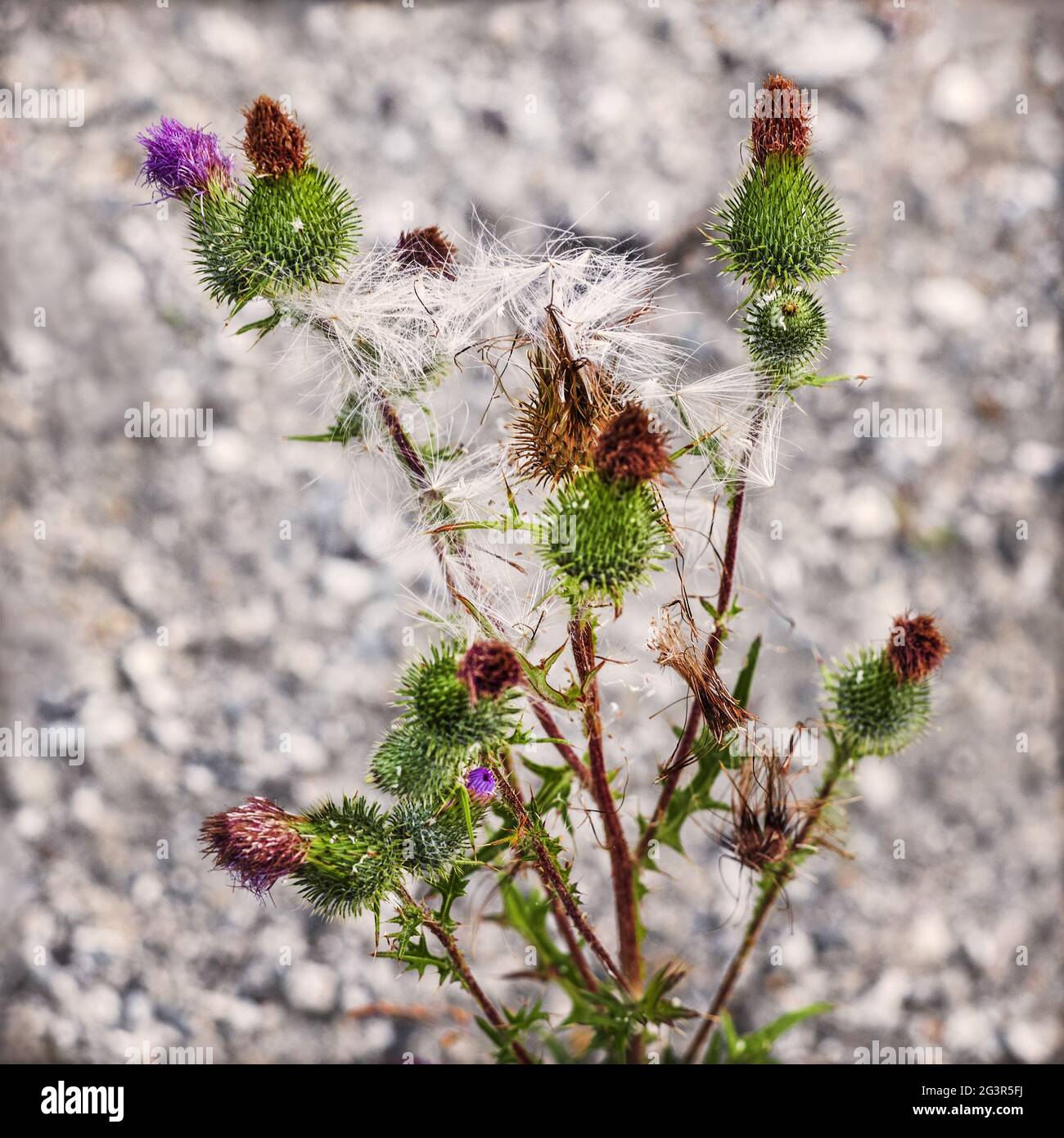 Bull thistles hi-res stock photography and images - Alamy