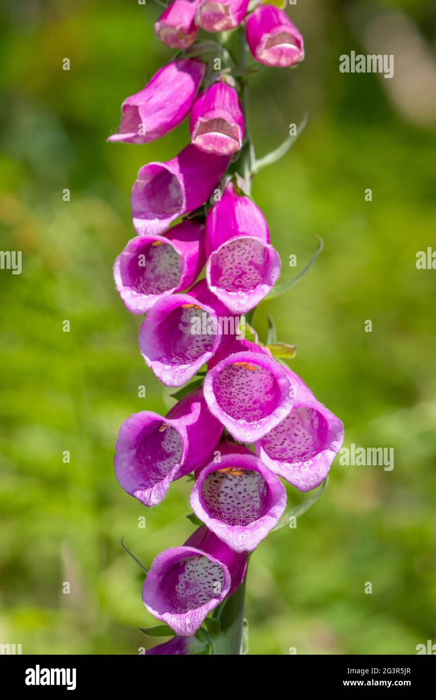 Close up of a common foxglove (digitalis purpurea) flower in bloom ...