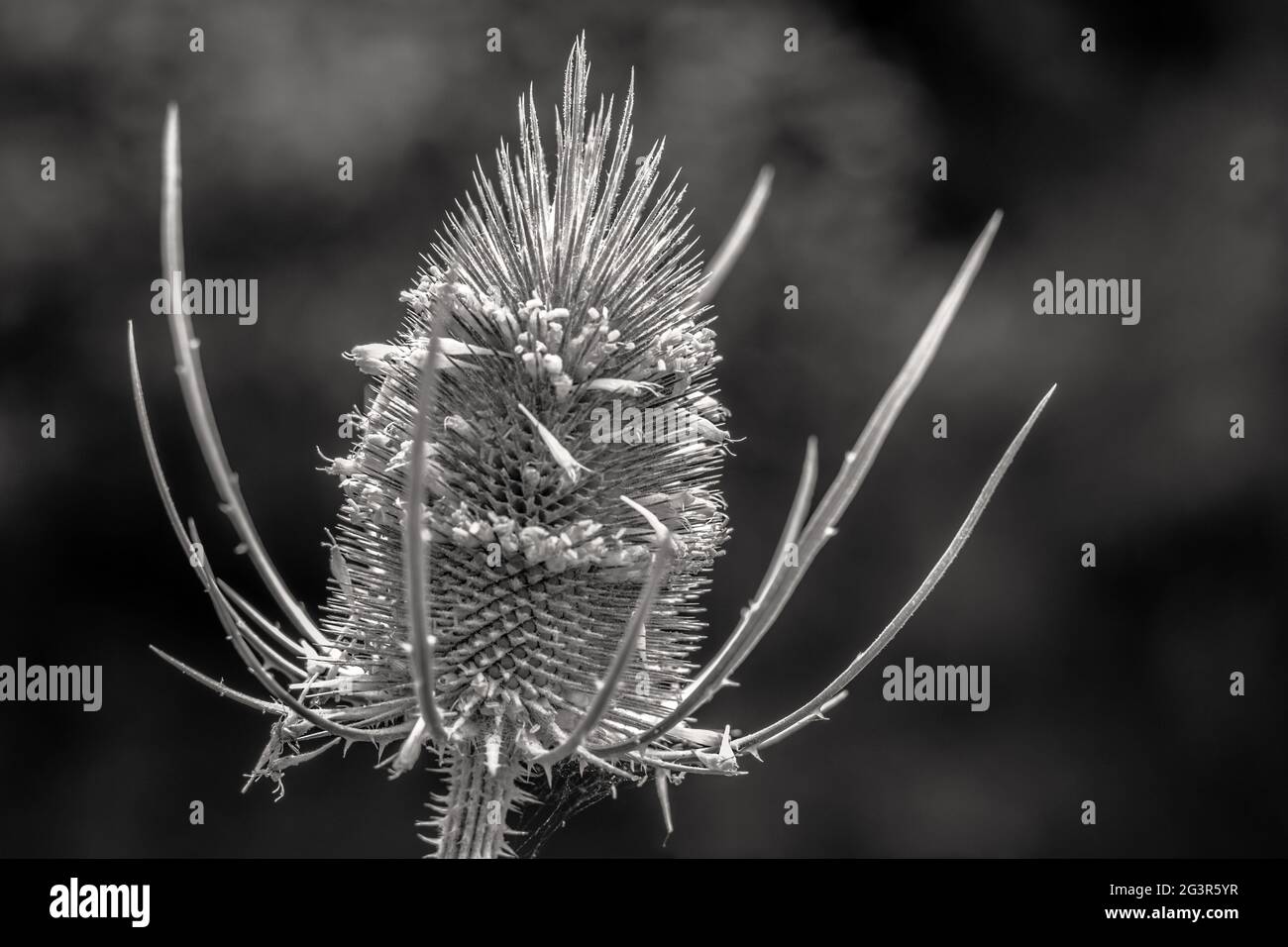 Ornamental teasel hi-res stock photography and images - Alamy