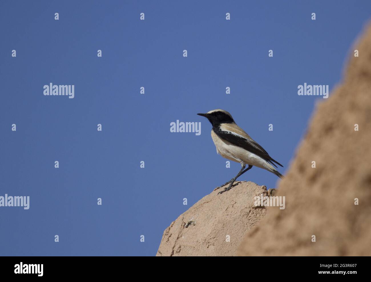 Guelmim, Desert-Wheatear, Morocco Stock Photo - Alamy