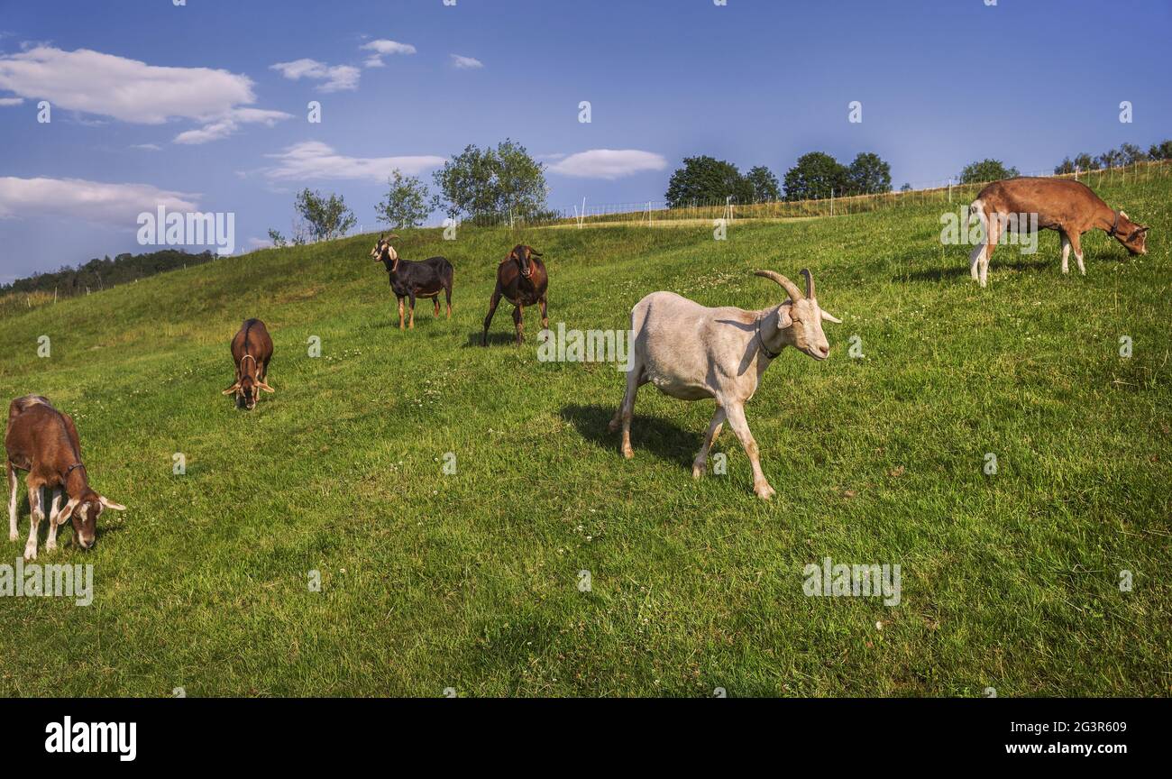 Goats pasture hi-res stock photography and images - Alamy