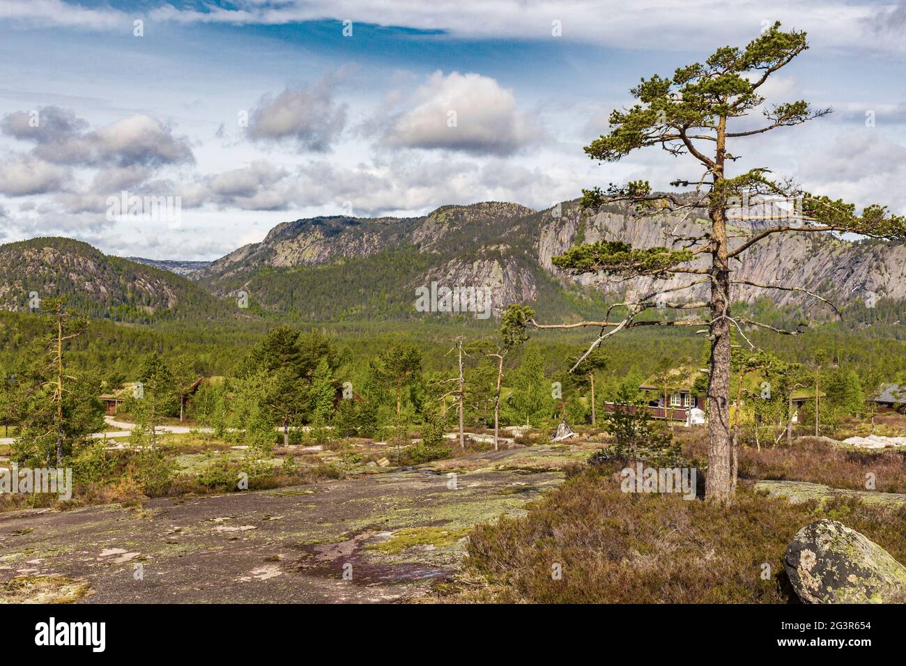 Panorama with fir trees and mountains in nature landscape of Treungen ...