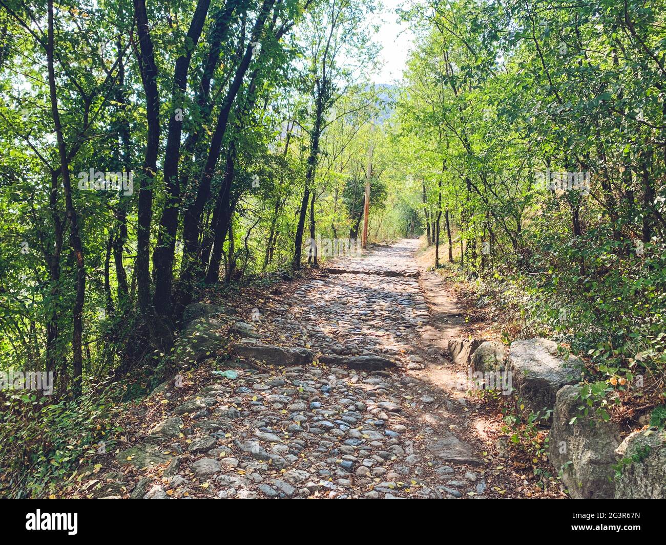 Scenic stone path in fresh green grass, way through the forest ...