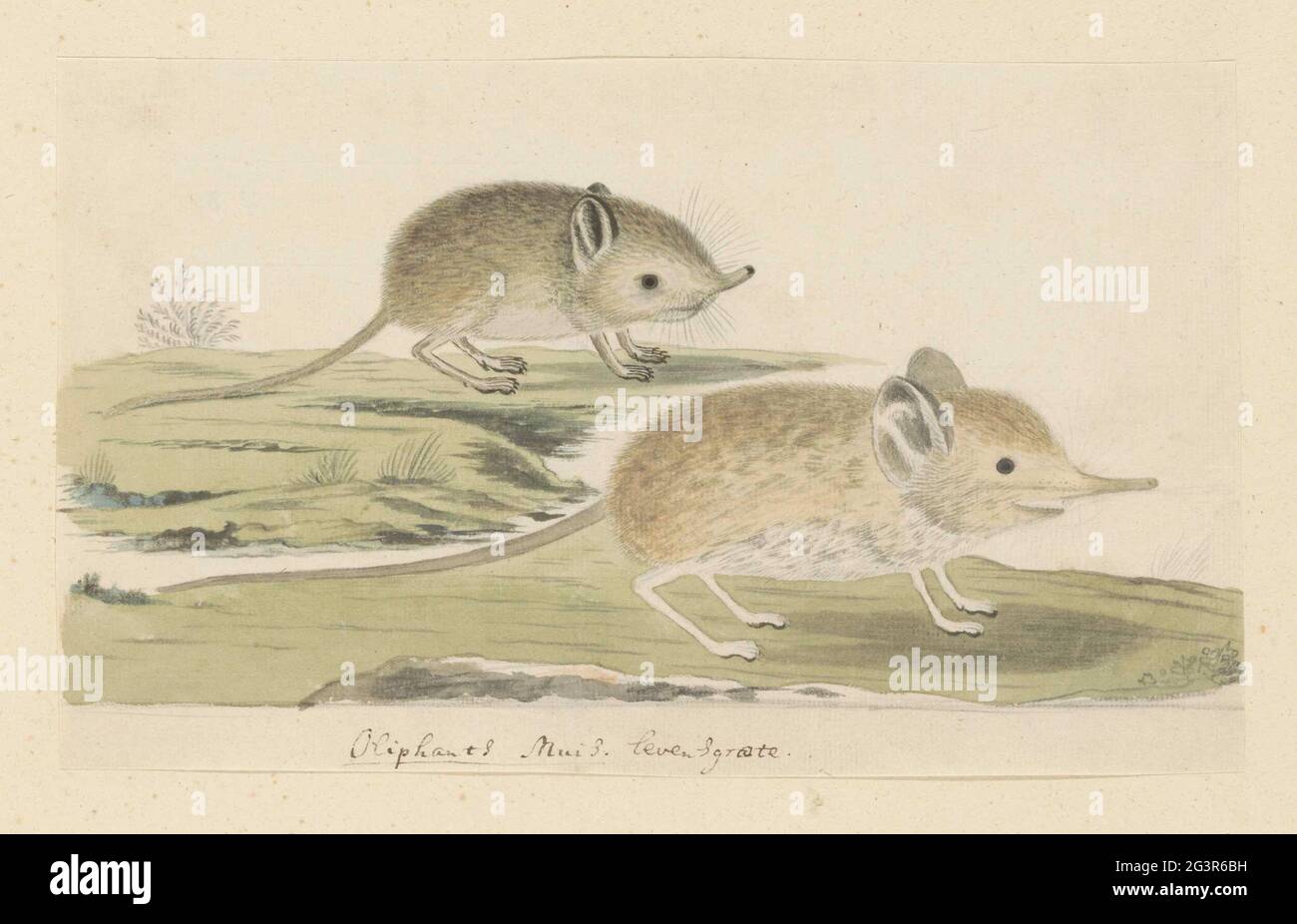 Round eared hi-res stock photography and images - Alamy