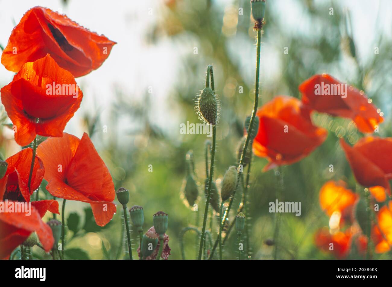 Poppy flowers in the field after summer rain, backlit by sunset sky ...