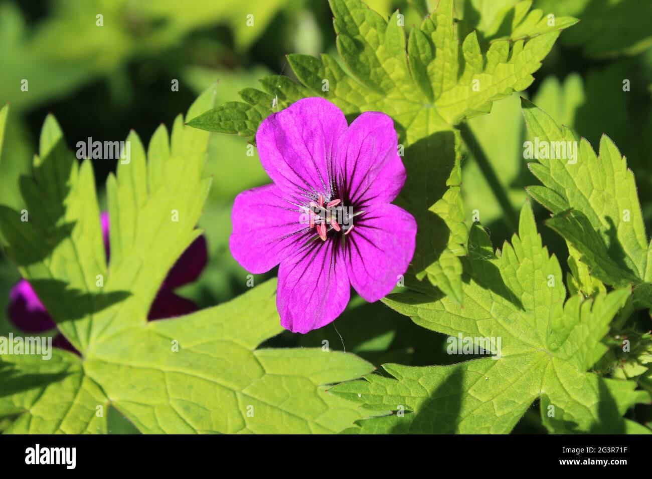 Geranium ann folkard hi-res stock photography and images - Alamy