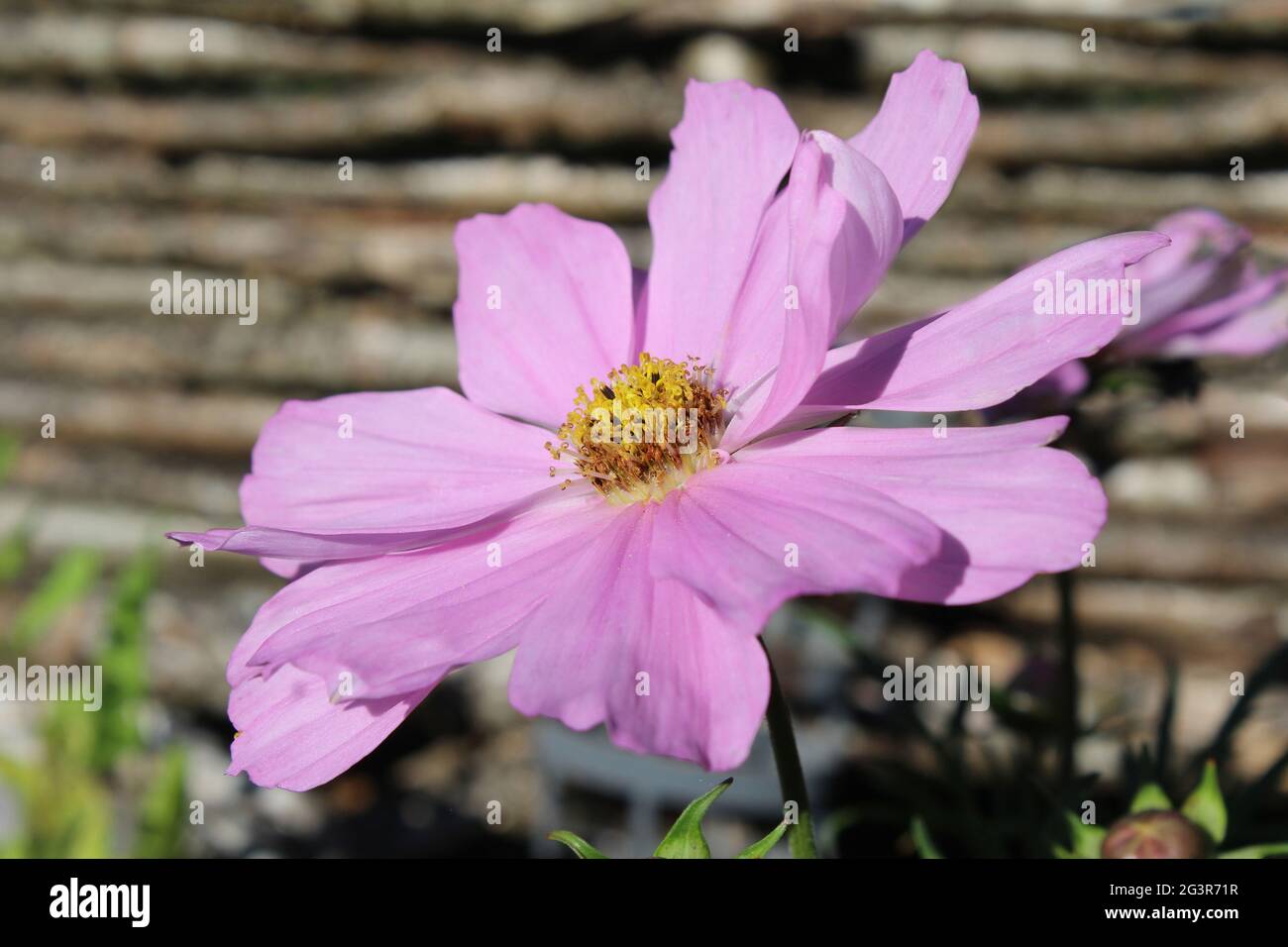 Beautiful cosmos flowers in garden hi-res stock photography and images ...