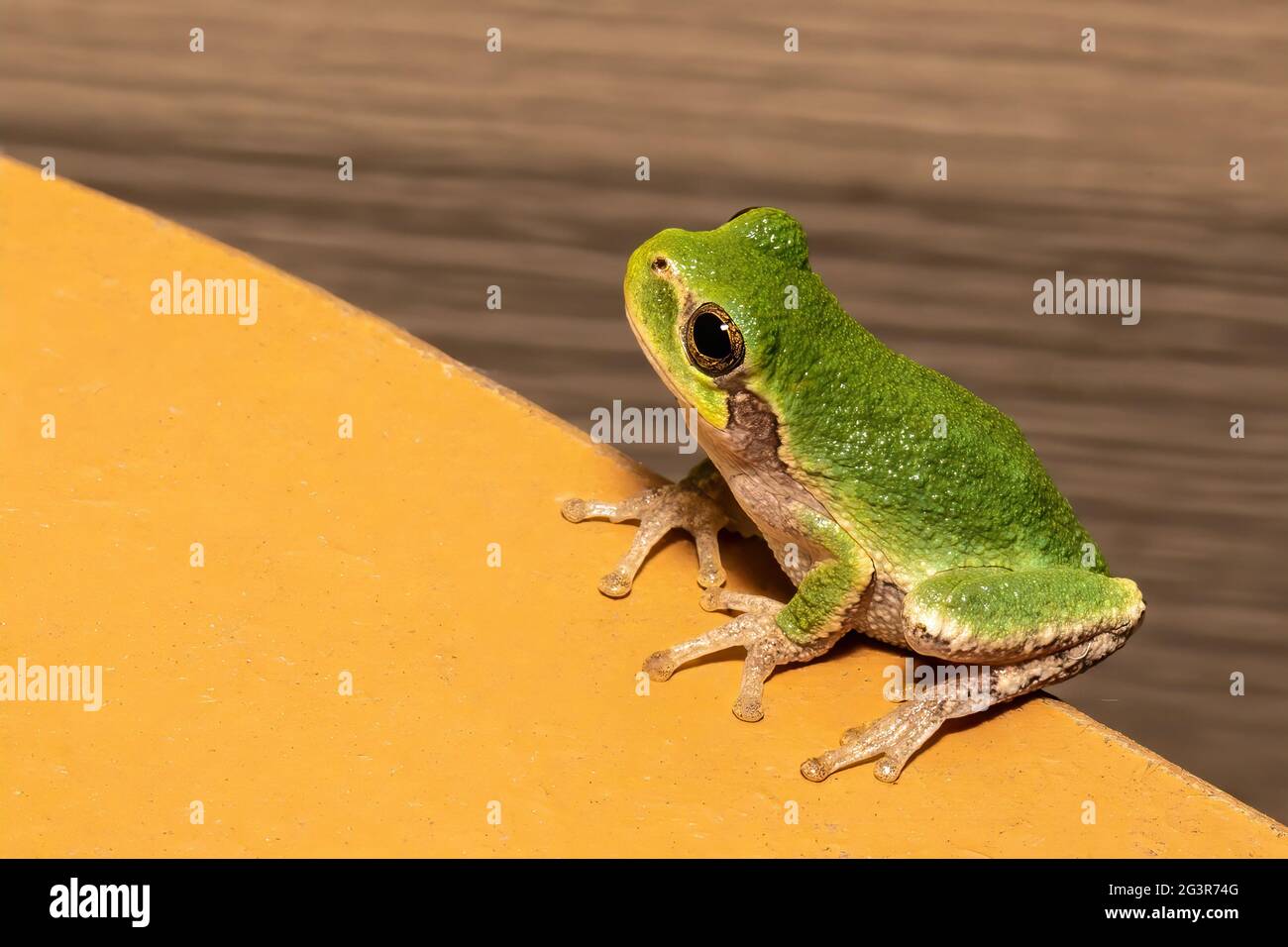 Green tree frog sitting on the edge of a table Stock Photo - Alamy