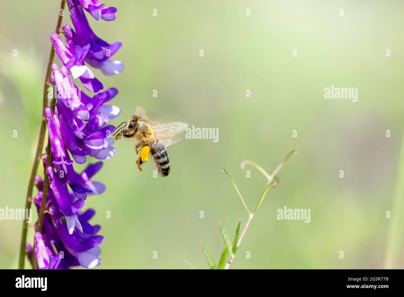 Flying honey bee collecting bee pollen from purple blossom. Bee ...