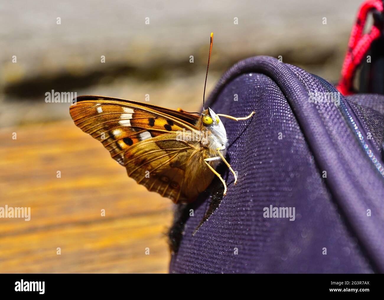 Lesser purple emperor butterflies hi-res stock photography and images ...
