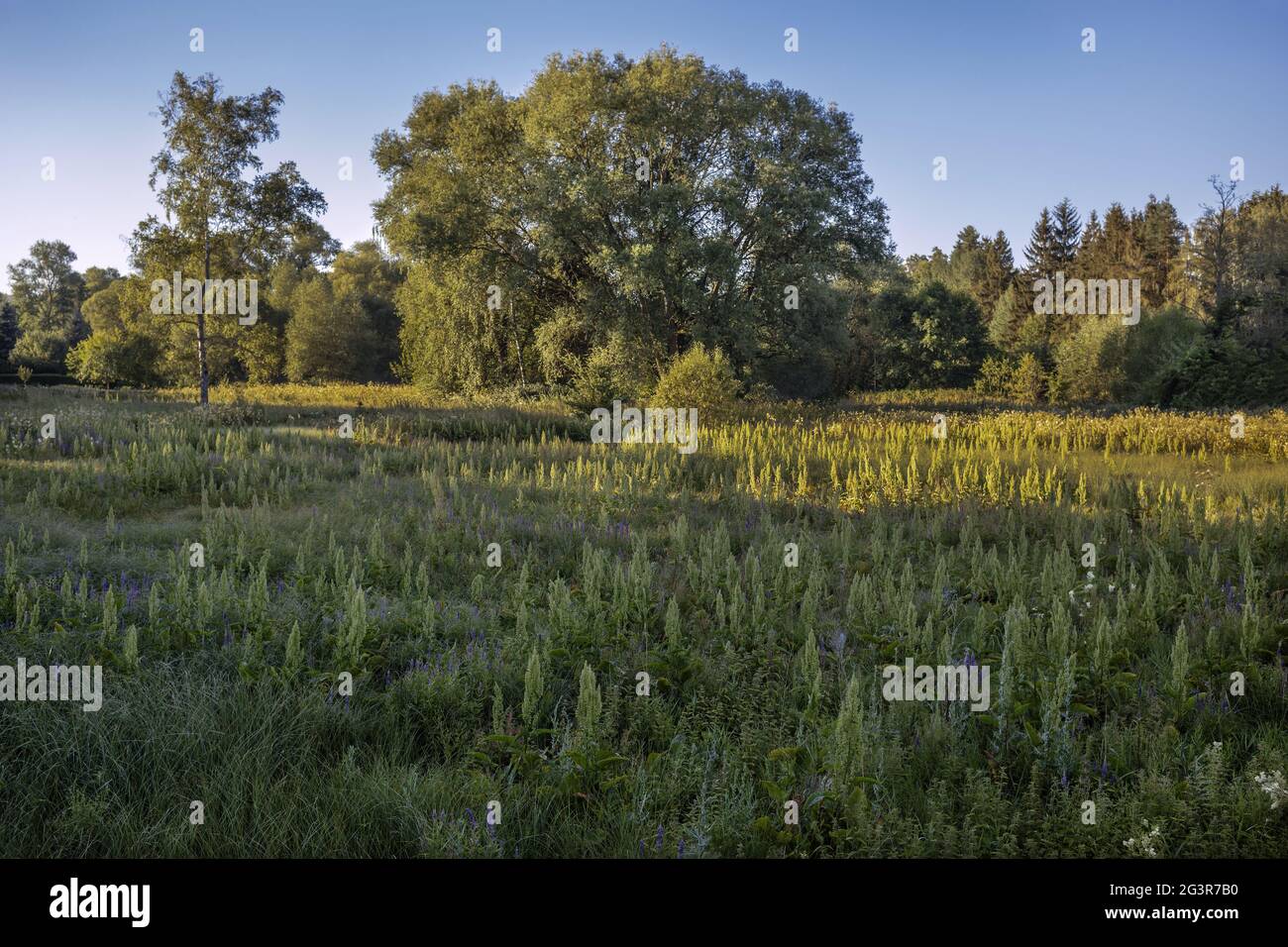 Meadow landscape with trees Stock Photo - Alamy