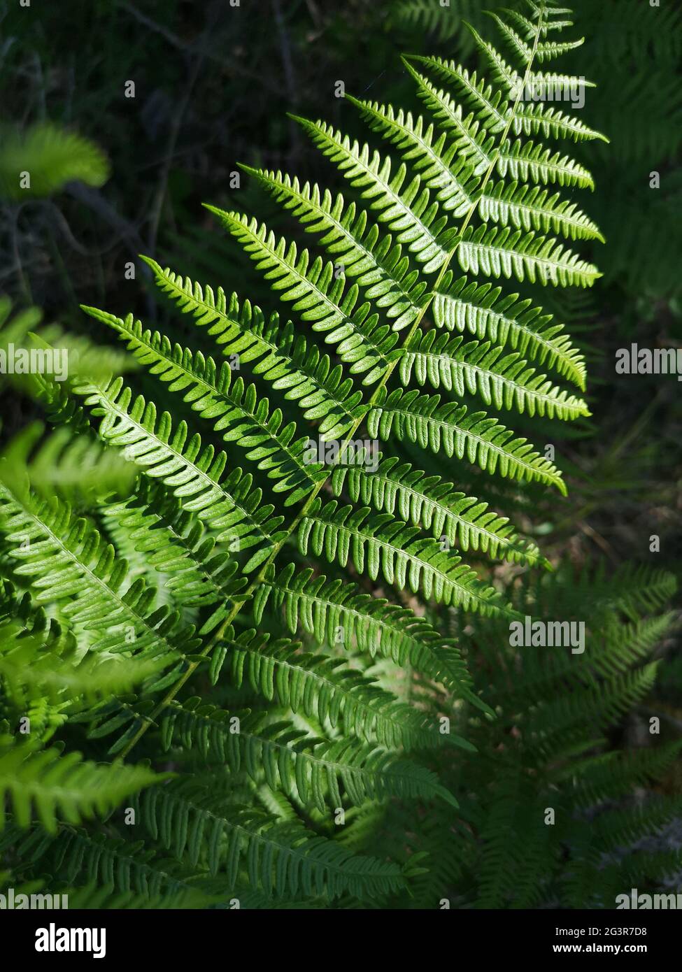Vertical shot of fresh fern Stock Photo - Alamy
