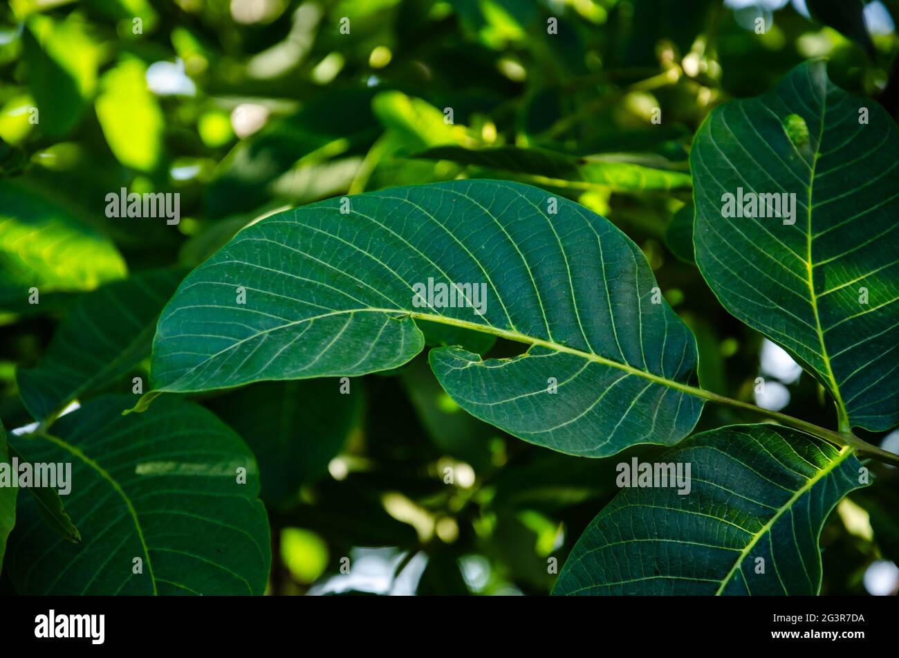 View from below into a lush vibrant green walnut tree full of branches ...