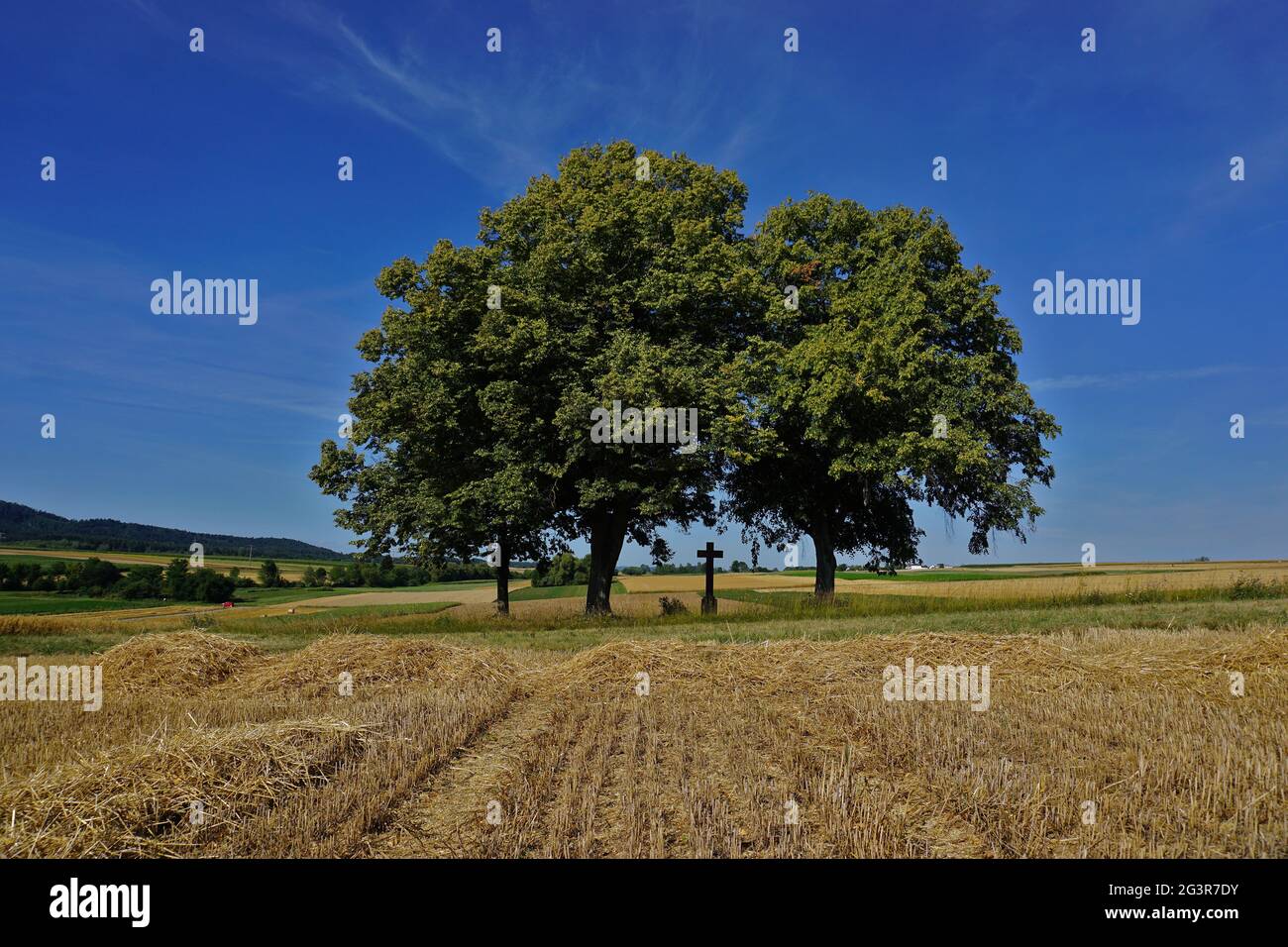 Group under tree hi-res stock photography and images - Alamy