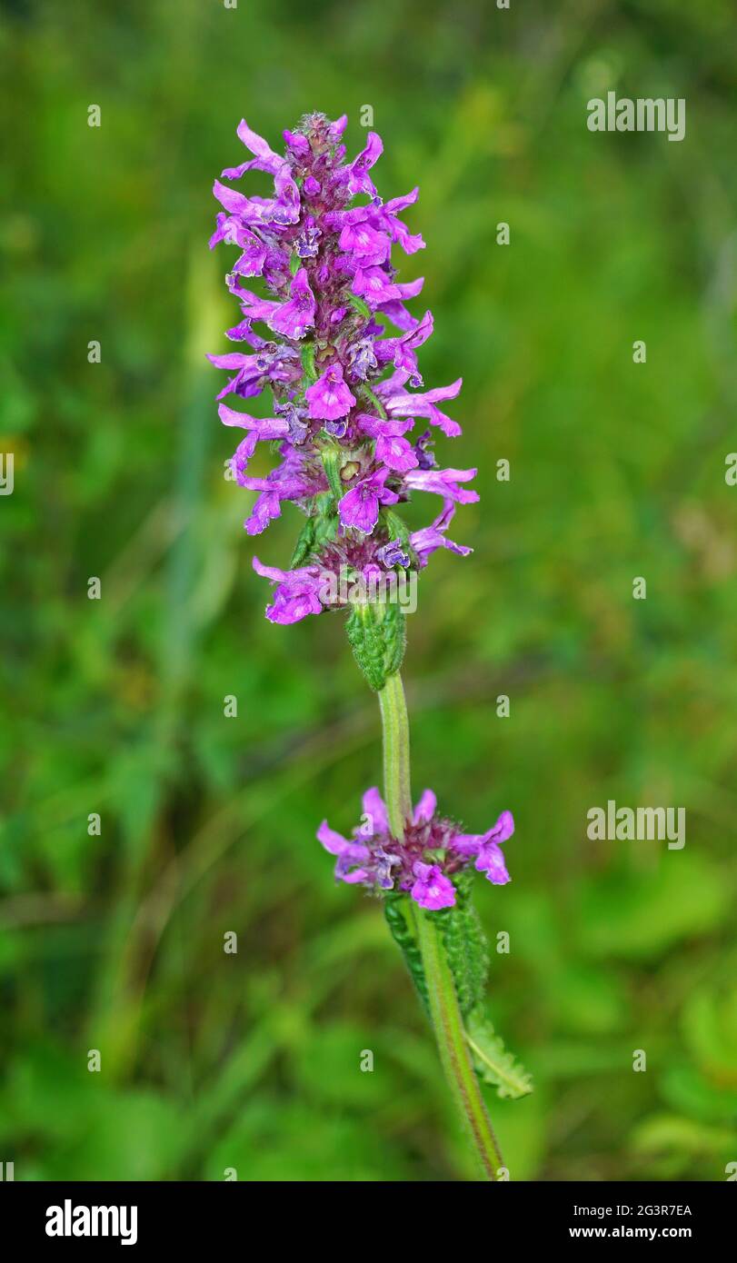 Echte betonie hi-res stock photography and images - Alamy