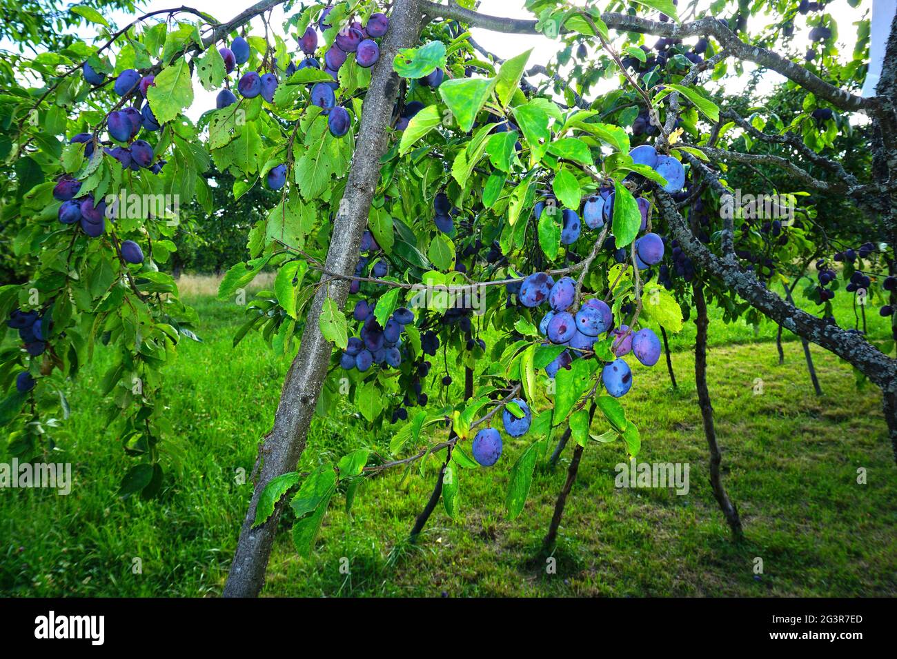 European plum, common plum Stock Photo - Alamy