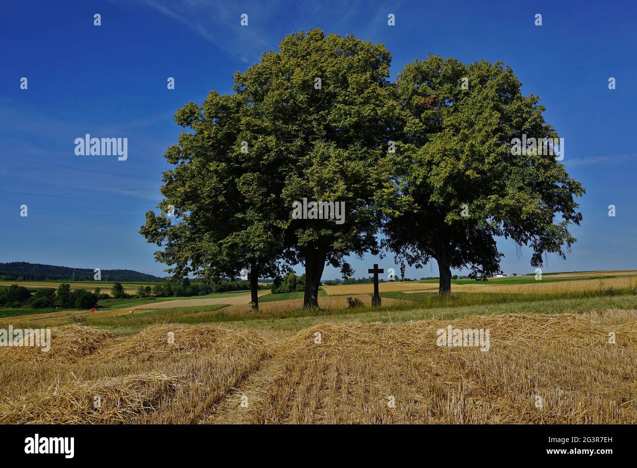 Group under a tree hi-res stock photography and images - Alamy