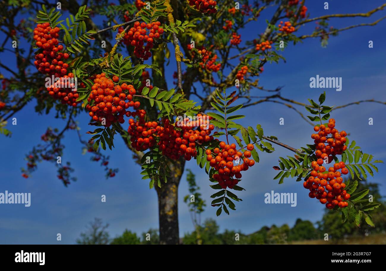 European mountain ash hi-res stock photography and images - Alamy