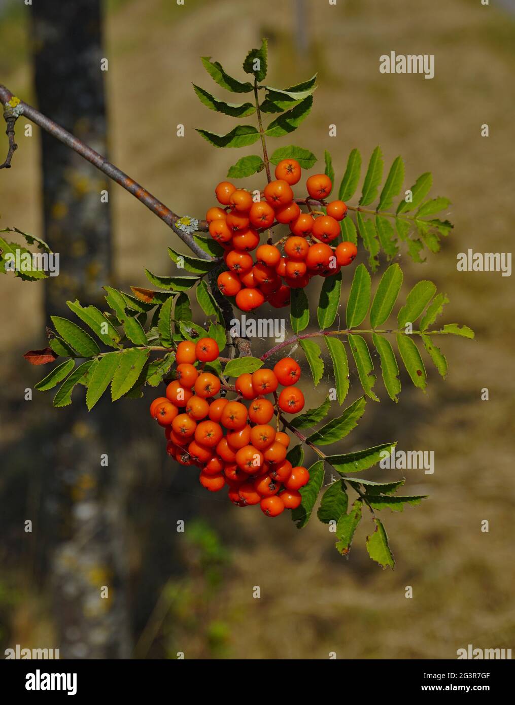 European mountain ash rowan tree sorbus hi-res stock photography and ...