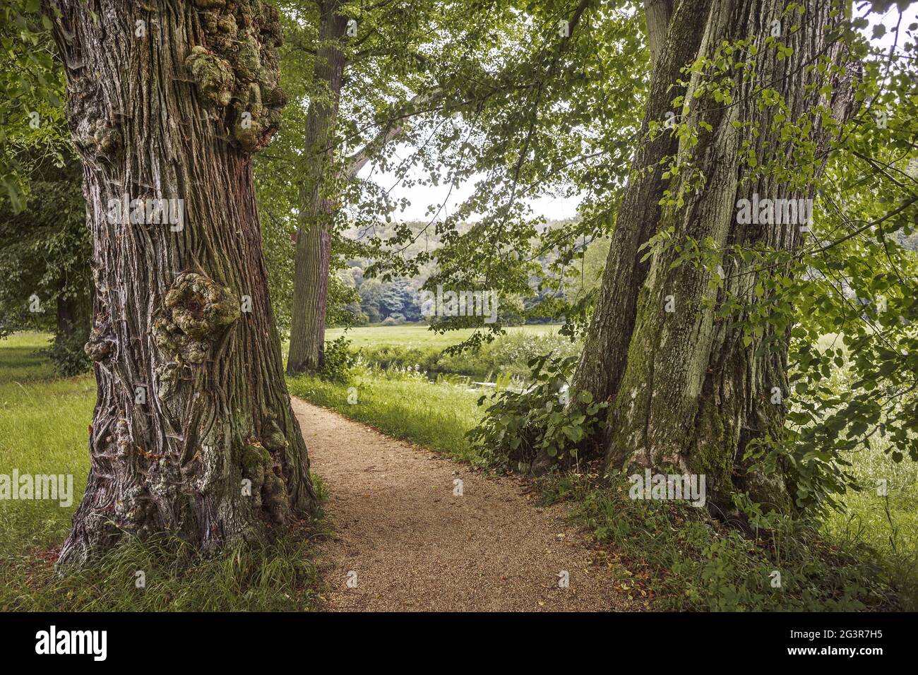 Park of Greiz - alley of trees Stock Photo - Alamy