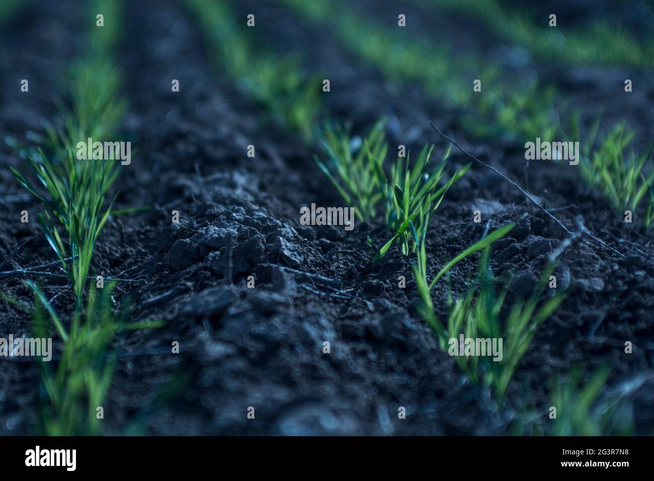 Sown field in the Province of Buenos Aires, Argentina Stock Photo - Alamy