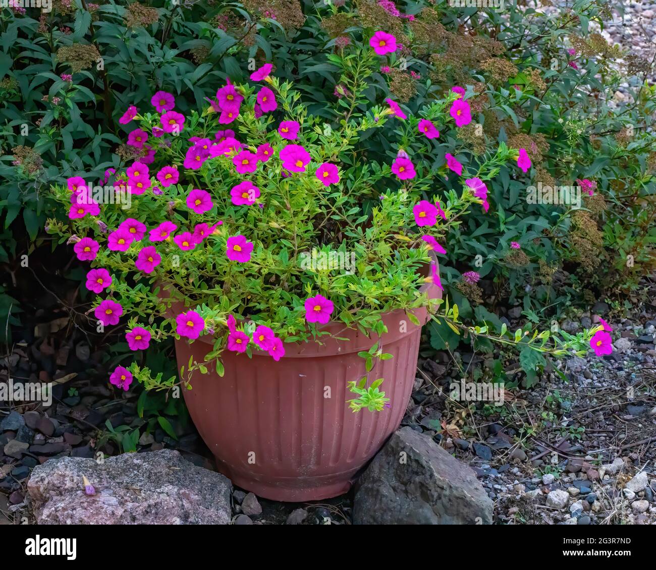 Calibrachoa pink hi-res stock photography and images - Alamy
