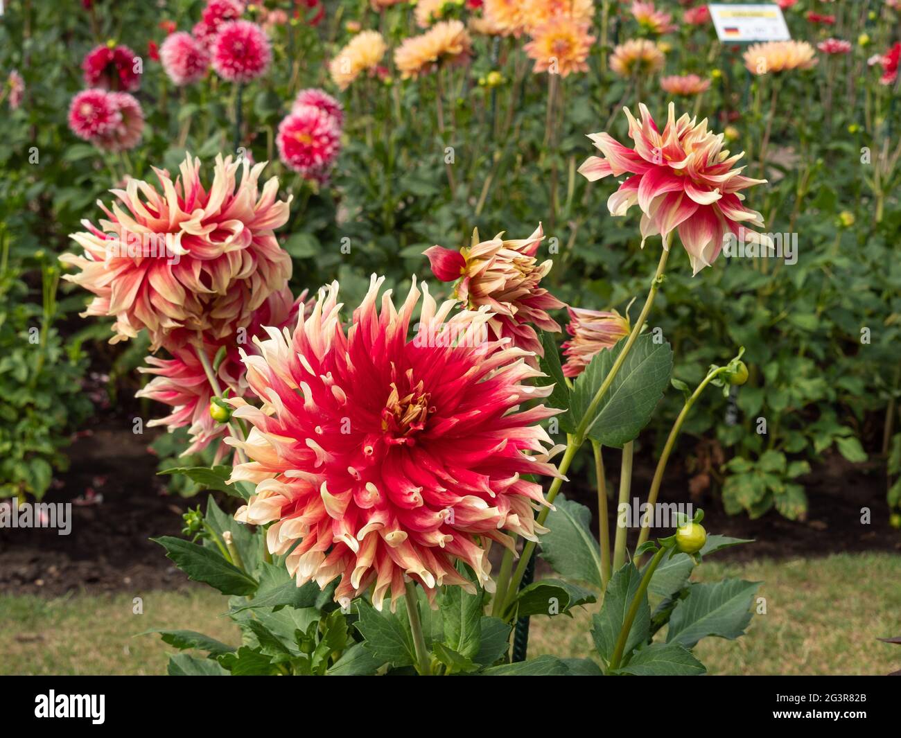 Dahlias in the summer garden Stock Photo - Alamy