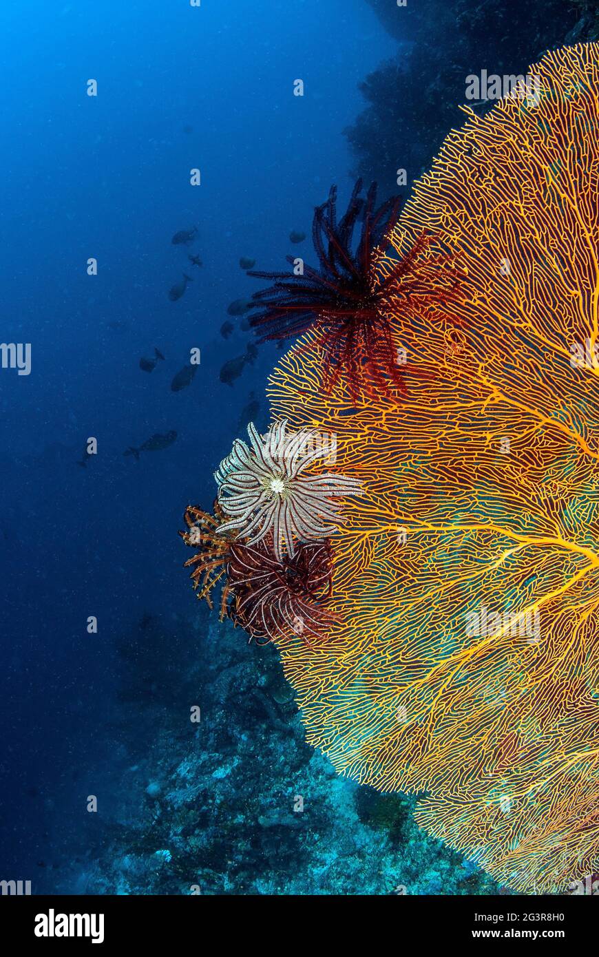 Current solomon islands hi-res stock photography and images - Alamy